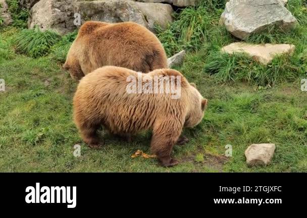 Green animals walk Stock Videos & Footage - HD and 4K Video Clips - Alamy