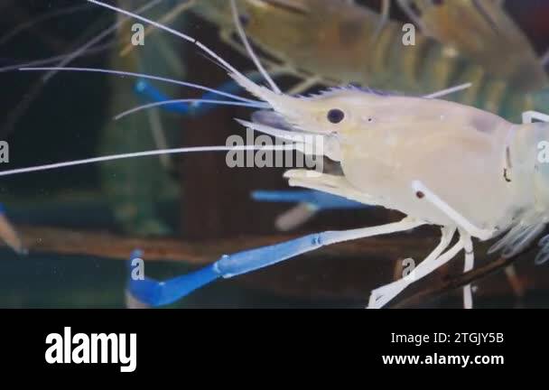 Giant freshwater prawn macrobrachium Stock Videos & Footage - HD and 4K ...