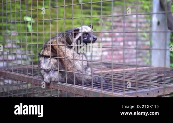 Civet or Mongoose or luwak ( white cofee-producing animal) in a sitting ...
