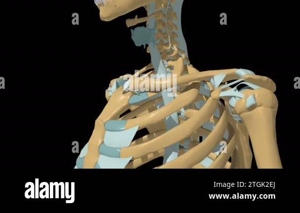 Human skeleton Shoulder joint ligaments anatomy 3D animation Stock ...