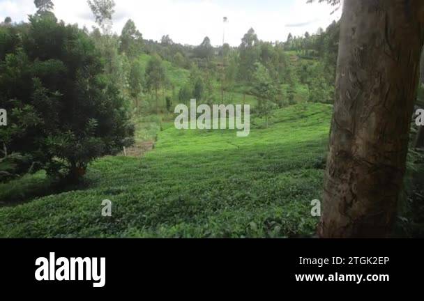 Growing tea on plantations. Tea bushes grow in a mountain landscape in ...