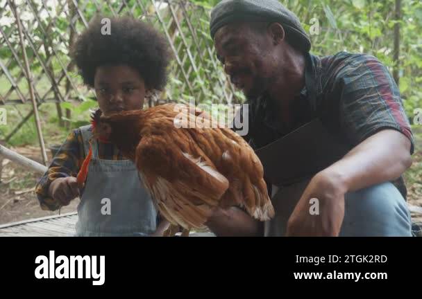 Family with father and son carrying hen in the farm, dad and children ...