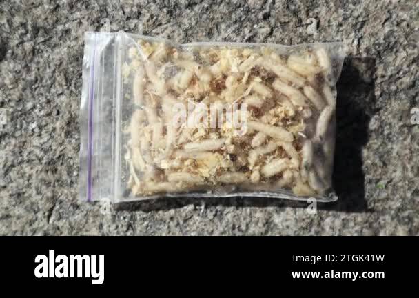 Closed transparent bag with caught larvae of white fly larvae. Many ...