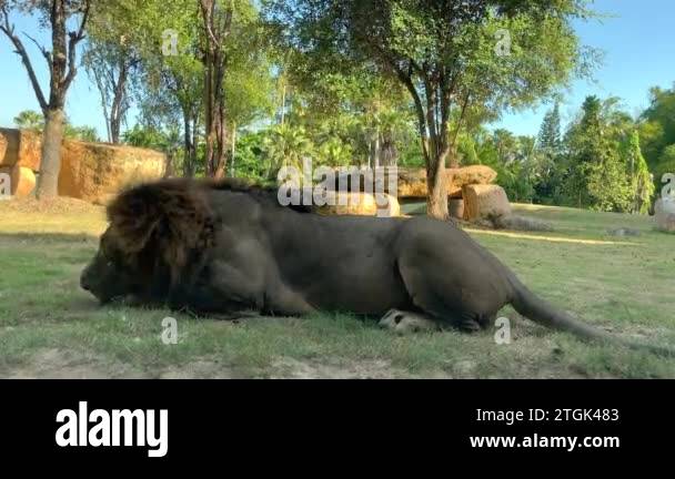 Wild animals. Young beautiful lion lies on the grass against a pile of stones, trees and ...