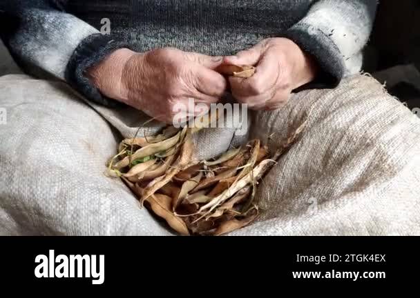 Old woman extracts haricot beans from pods. Fresh harvest from the ...