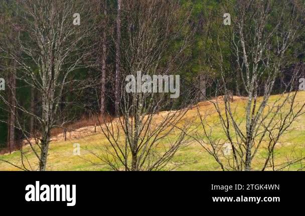 The three trees in spring Stock Videos & Footage - HD and 4K Video ...