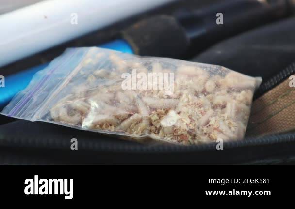 Closed transparent bag with caught larvae of white fly larvae. Many ...