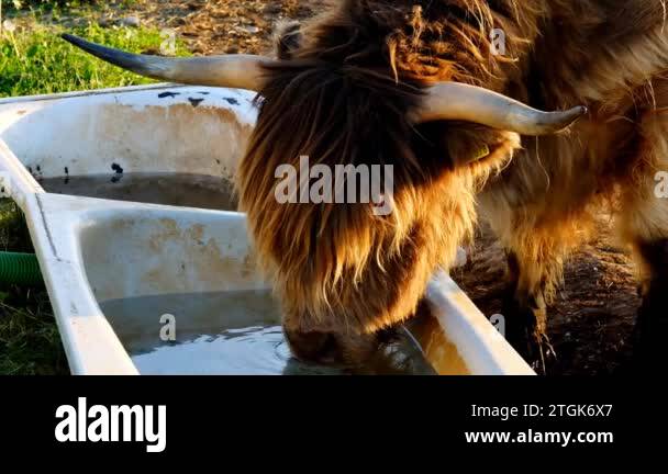 Scottish Cow drinking water from a bath.Highland breed.Furry highland ...