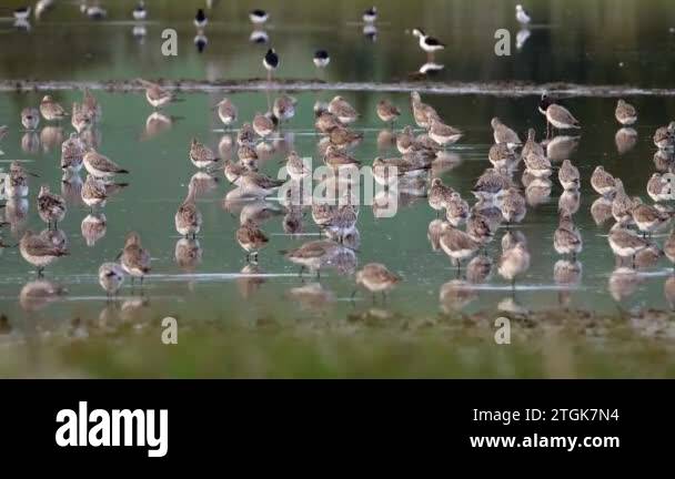Bar tailed godwit flock feeding in New Zealand estuary pond during ...