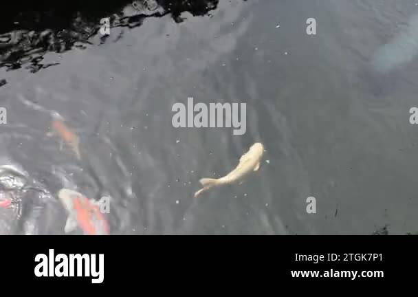 Colored varieties of carp Stock Videos & Footage - HD and 4K Video ...
