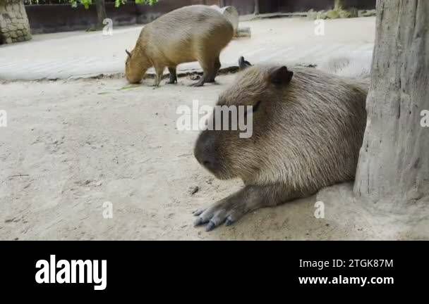 Capybara is sleeping in a zoo, also known as a giant rat Stock Video ...