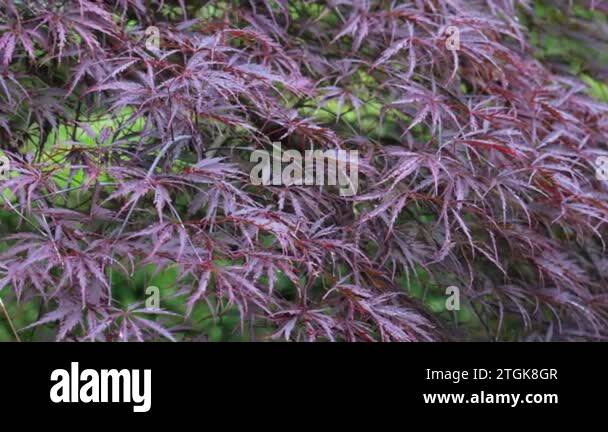 Acer palmatum dissectum atropurpureum (Cut Leaf Japanese Maple) close ...