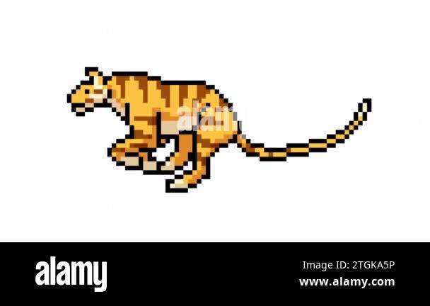 Tiger loop Stock Videos & Footage - HD and 4K Video Clips - Alamy