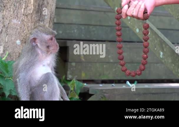 Wild monkey is played with rosaries that are in hands of man at sacred ...