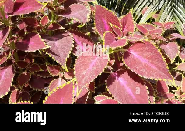 Coleus plant in garden. Coleusis a genus of annual or perennial herbs ...