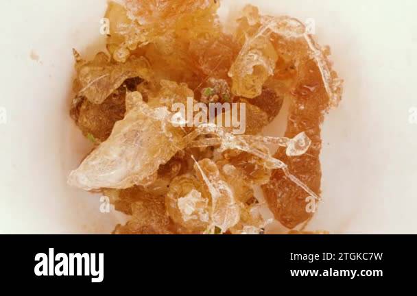 Real authentic Acacia gum (gum Arabic), that exudes from the Acacia ...