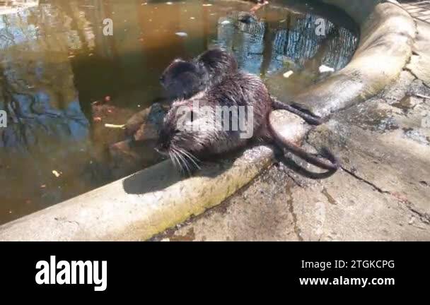 Close-up of otters washing themselves in water. They clean their skin ...