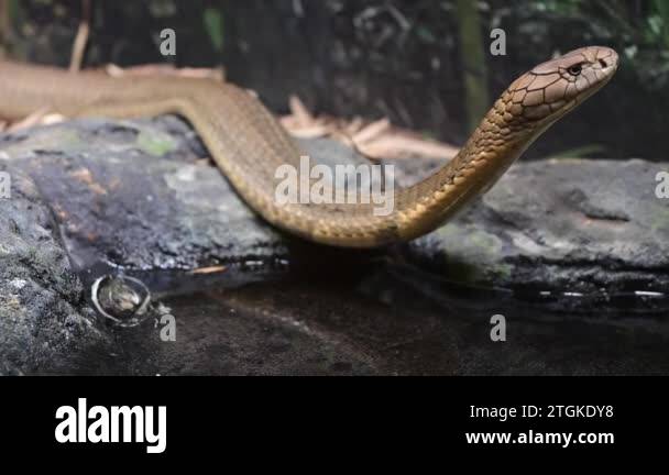 King cobra snake (Ophiophagus hannah).This species endemic to jungles ...