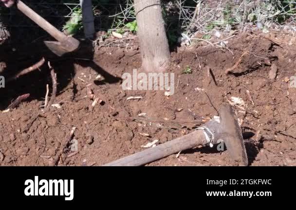 Man chopping tree with axe Stock Videos & Footage - HD and 4K Video ...
