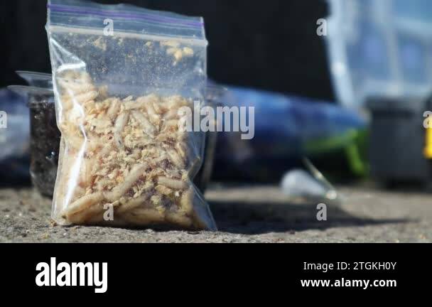 Closed transparent bag with caught larvae of white fly larvae. Many ...