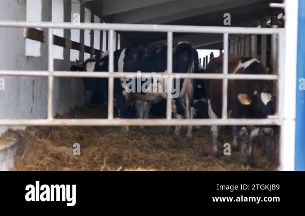 Many cows stands in stall and eat hay at large farm. Time to feed the ...