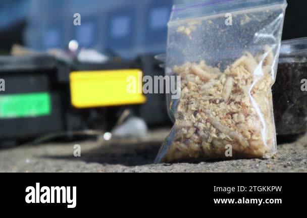 Closed transparent bag with caught larvae of white fly larvae. Many ...