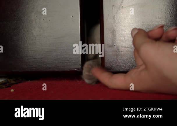 Gray cats paw plays with human fingers from under the bed. A cat plays ...