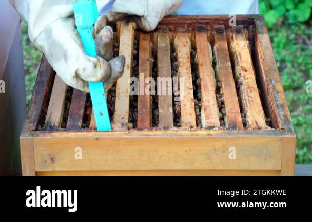 Brood frame Stock Videos & Footage - HD and 4K Video Clips - Alamy