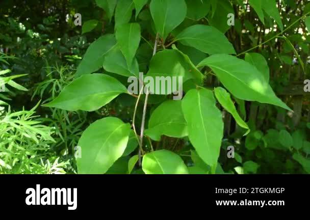 Monastery of the vine Stock Videos & Footage - HD and 4K Video Clips ...