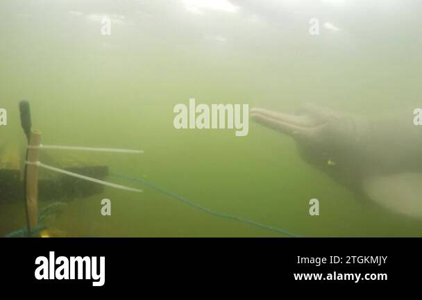 Curious river dolphin looking at underwater microphone used by ...