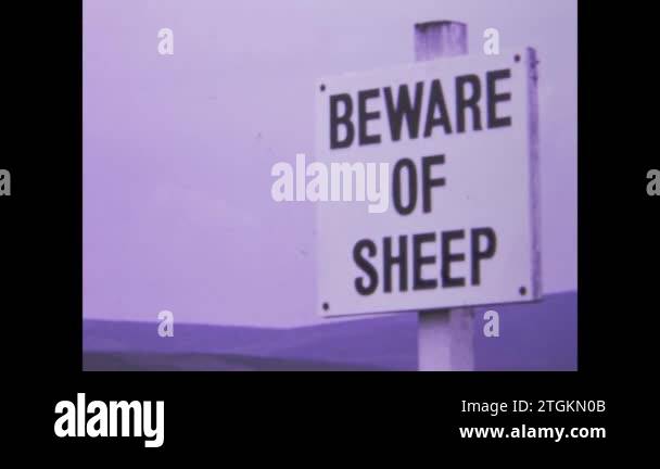 Caution sheep Stock Videos & Footage - HD and 4K Video Clips - Alamy