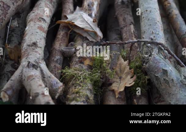 Autumn scene with natural elements in close-up, a macro view. Fall ...