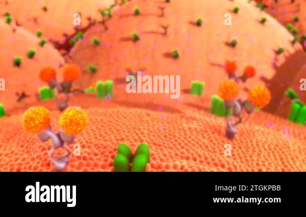 Membrane Anatomy Stock Videos And Footage Hd And 4k Video Clips Alamy