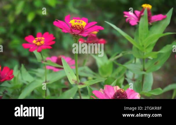 Flower layer Stock Videos & Footage - HD and 4K Video Clips - Alamy