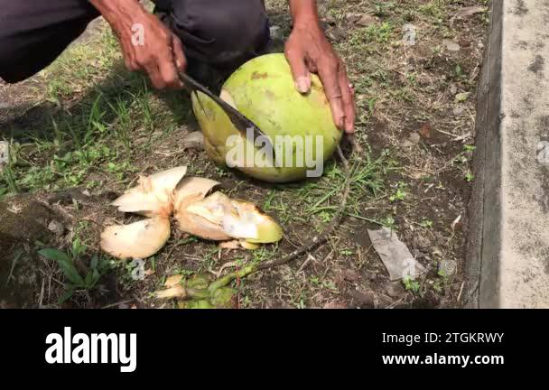 Coconut drink in coconut shell Stock Videos & Footage - HD and 4K Video ...