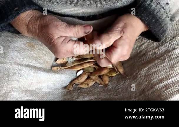 Old woman extracts haricot beans from pods. Fresh harvest from the ...