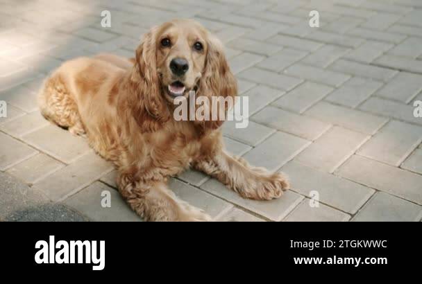 Cocker Spaniel in park, English cocker spaniel rests outdoors. young ...