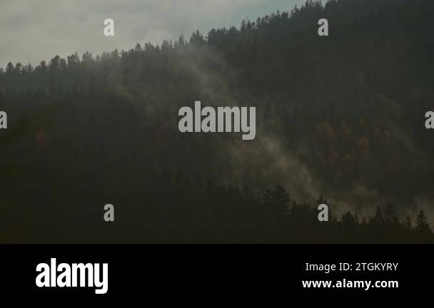 beautiful Misty foggy landscape with dark forest on mountain among low clouds. Gloomy ...