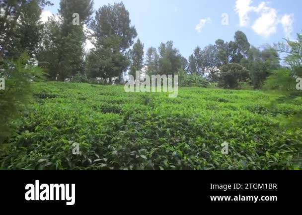 Mountain plantations Stock Videos & Footage - HD and 4K Video Clips - Alamy