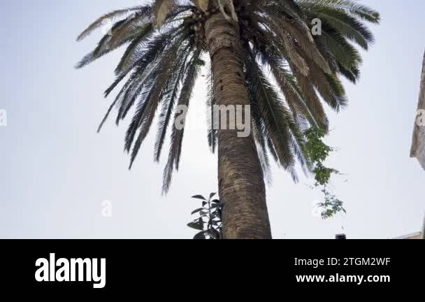 Seed crown Stock Videos & Footage - HD and 4K Video Clips - Alamy