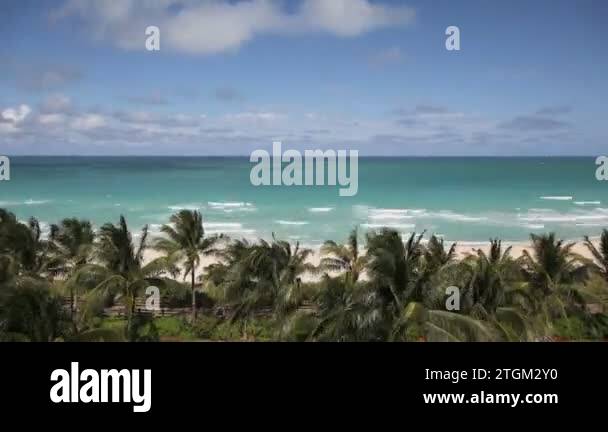 Palmen miami Stock Videos & Footage - HD and 4K Video Clips - Alamy