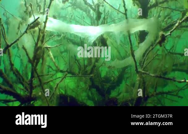 Rana sp Stock Videos & Footage - HD and 4K Video Clips - Alamy