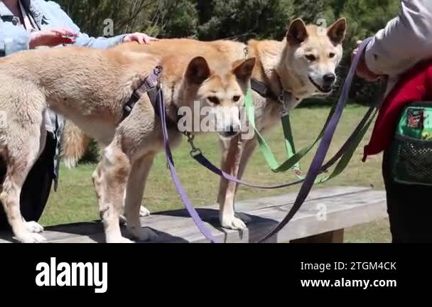 Dingo pack Stock Videos & Footage - HD and 4K Video Clips - Alamy