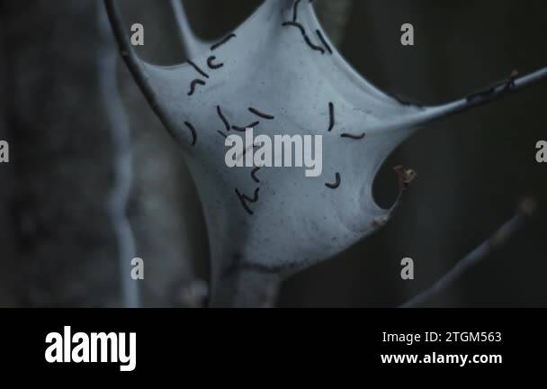 Tent Worms Or Malacosoma Americanum Are Caterpillars Who Build A Silk Cocoon Around Their Many