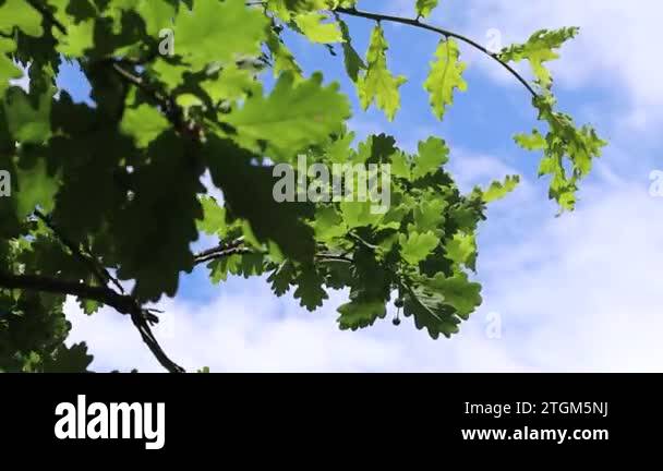 Spring day australia Stock Videos & Footage - HD and 4K Video Clips - Alamy