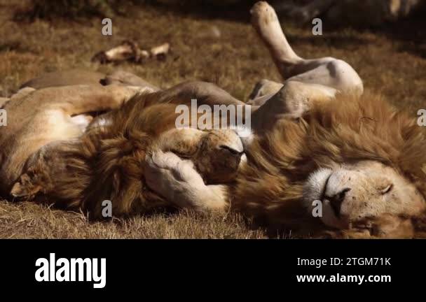 African big five animals Stock Videos & Footage - HD and 4K Video Clips ...