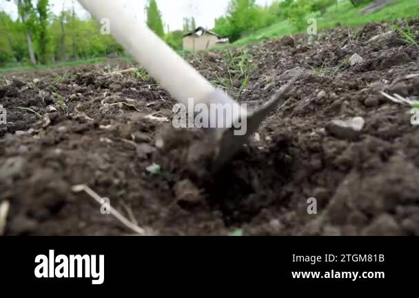 Gardener digs a flower bed with a spade and prepares a groove for ...