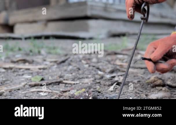 Extraction of worms by electric current, at 220 volts. Dig up or lure ...