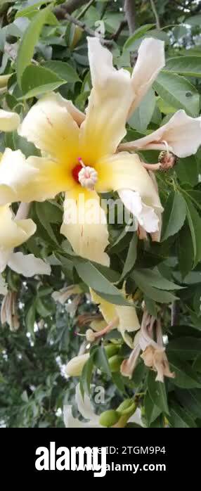 Bottle tree flower Stock Videos & Footage - HD and 4K Video Clips - Alamy