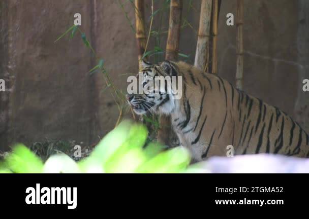 Tiger (Panthera tigris) searching pray. The tiger is the largest living ...